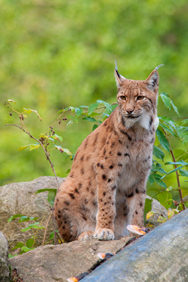 Luchs